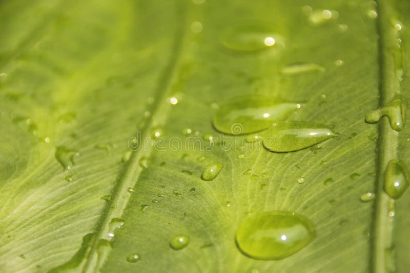 A few drops of water stock image. Image of leaf, natural - 116212097