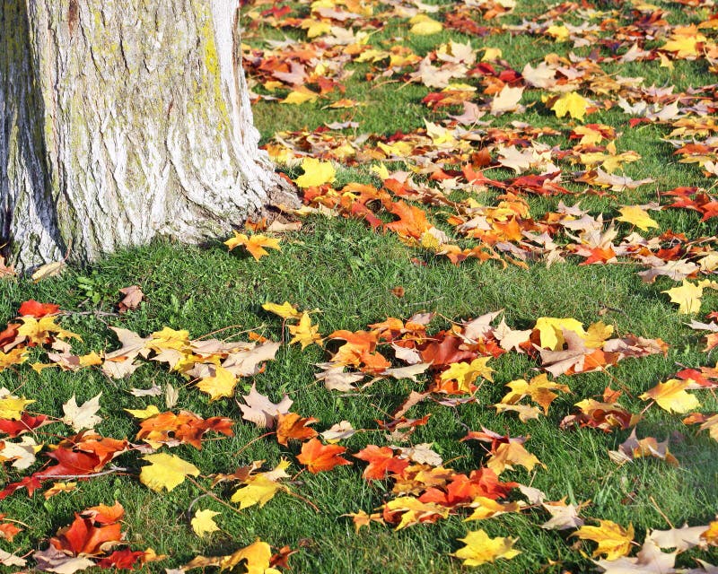 A Few Fallen Leaves Surround the Base of a Maple Tree Beginning of ...