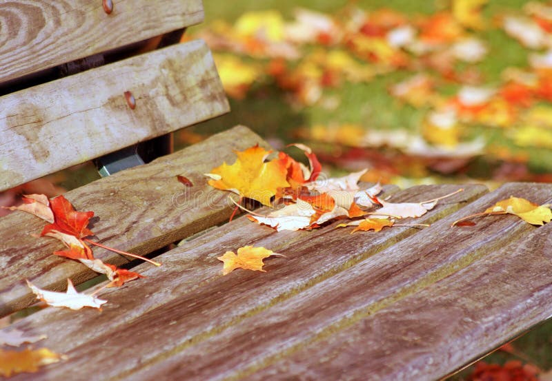 A Few Fallen Maple Tree Leaves on a Wooden Park Bench in Autumn Stock ...