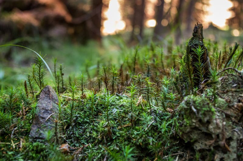 A Small World in a Big Forest Stock Photo - Image of czech, forest ...