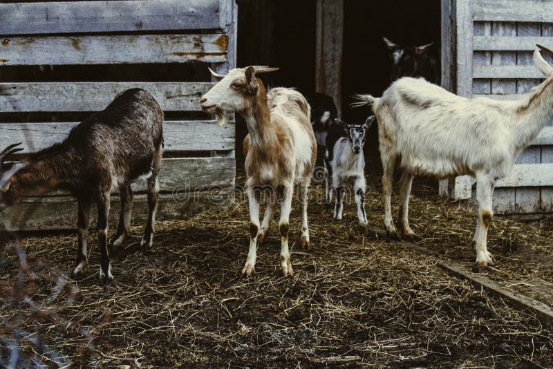 Goats stock image. Image of field, sheep, rural, wool - 99354709