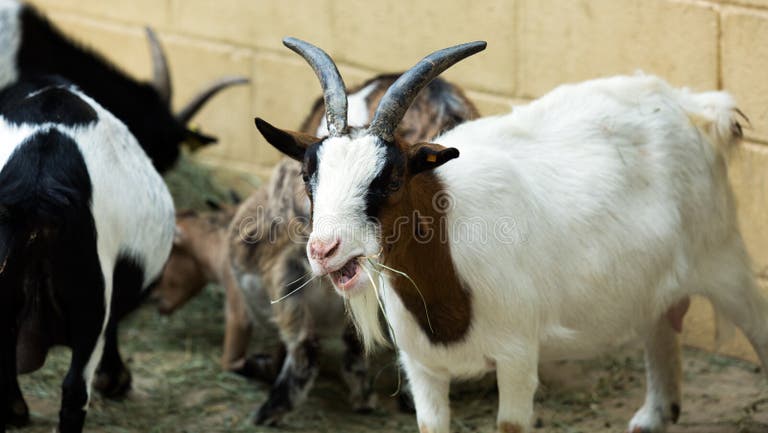 Few goats stock image. Image of billy, black, hair, farming - 44704841