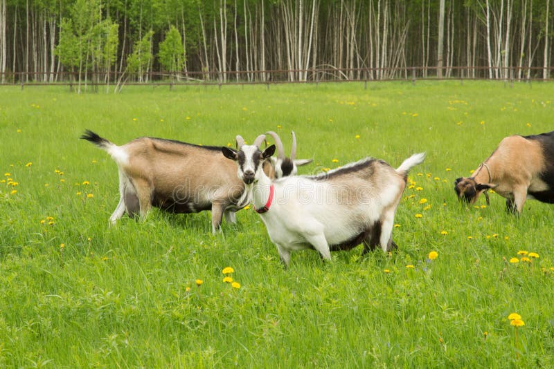 A Few Goats Walk in the Summer on the Meadow Stock Photo - Image of ...