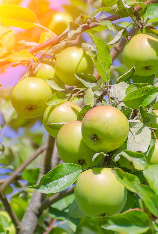 Few green apples stock image. Image of orchard, garden - 33268431
