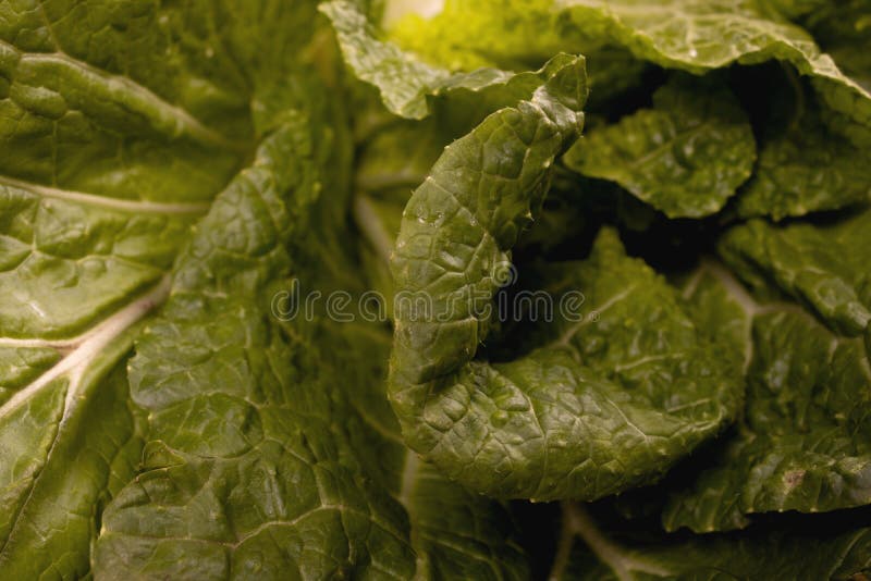 A Few Green Broad Leaves of Cabbage Plants Stock Photo - Image of ...