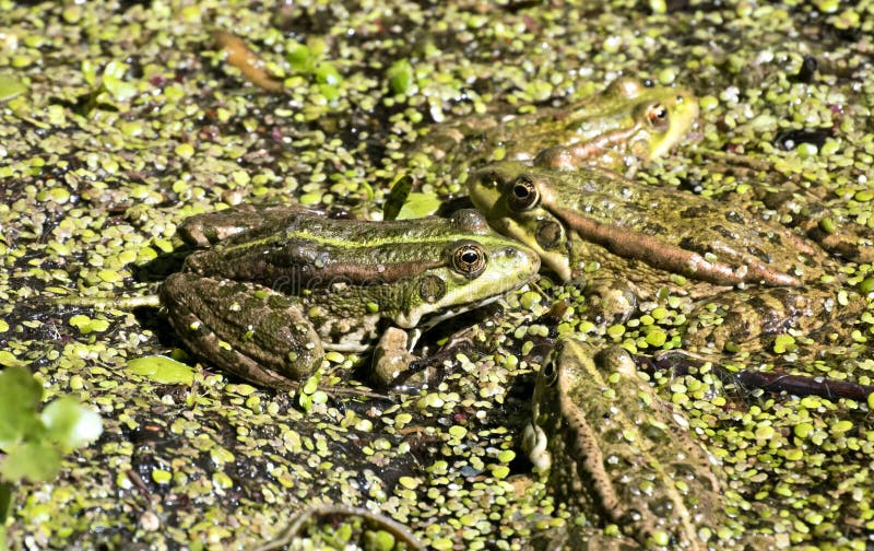 Few Green Frogs on the Pond Stock Image - Image of outdoor, marsh: 99249121