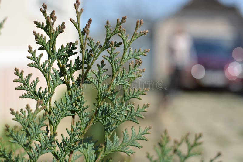 Tuya Twigs Stock Photos - Free & Royalty-Free Stock Photos from Dreamstime