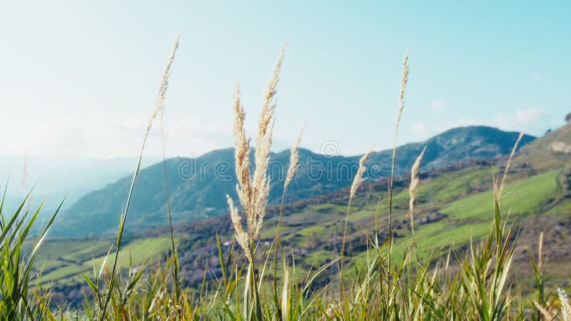 Few Hairy Plants Move in the Low Wind in Front of the Spring Blue ...