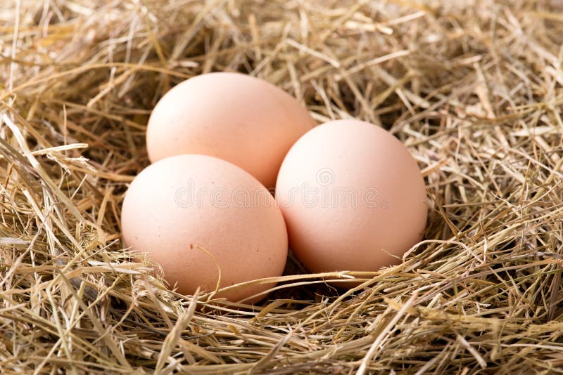 Few Hen Eggs Placed on Haystack Stock Photo - Image of chicken, brown ...