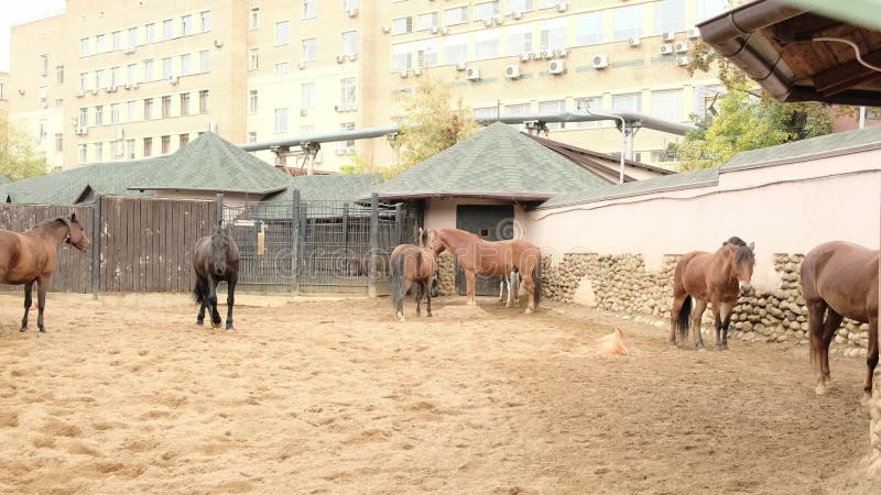 A Few Horses Standing in a Stable Paddock, with a Mix of Sandy Ground ...