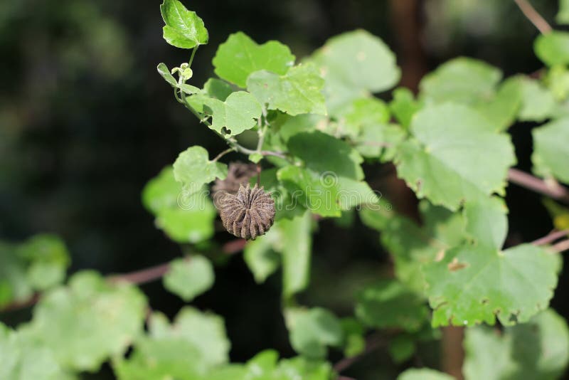 Few Leaves and One Dry Seed on End of a County Mallow Tree Branch Stock ...