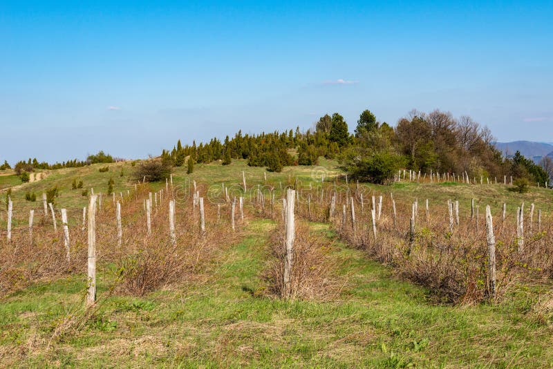 Few Lines Raspberry Farm. Raspberry Plantation in Serbia. Stock Photo ...