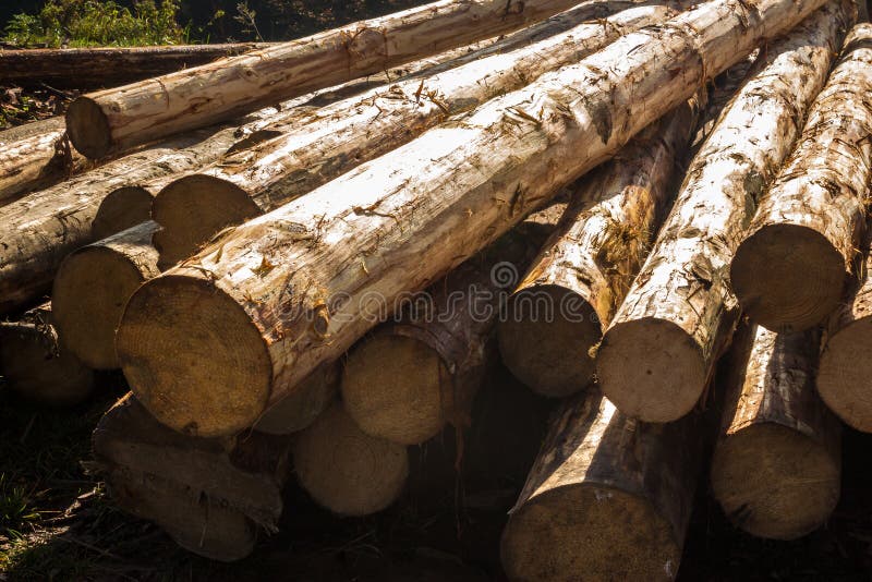 Few Logs Pattern in Sunlight Stock Photo - Image of texture, industry ...