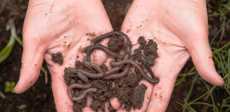 Earthworm Decomposition Stock Photos - Free & Royalty-Free Stock Photos ...