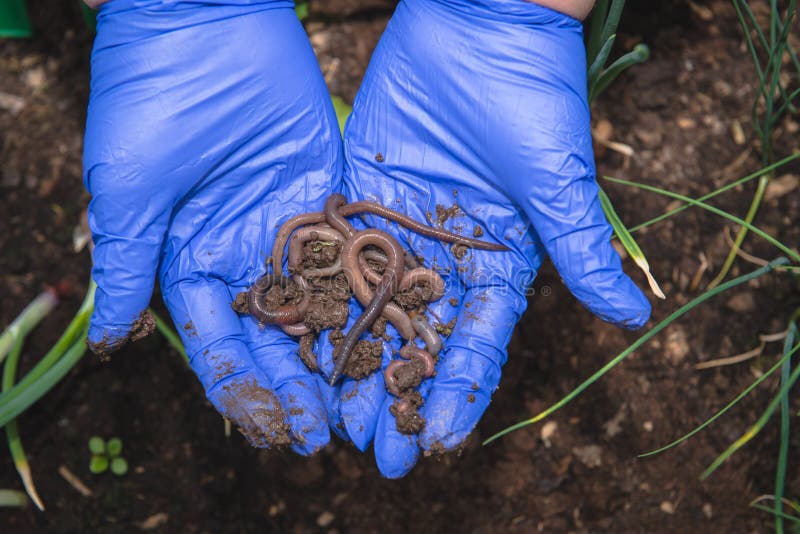 Earthworm Decomposition Stock Photos - Free & Royalty-Free Stock Photos ...