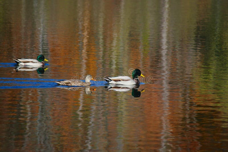 Mallards Fall Swim stock image. Image of green, lake - 42657123