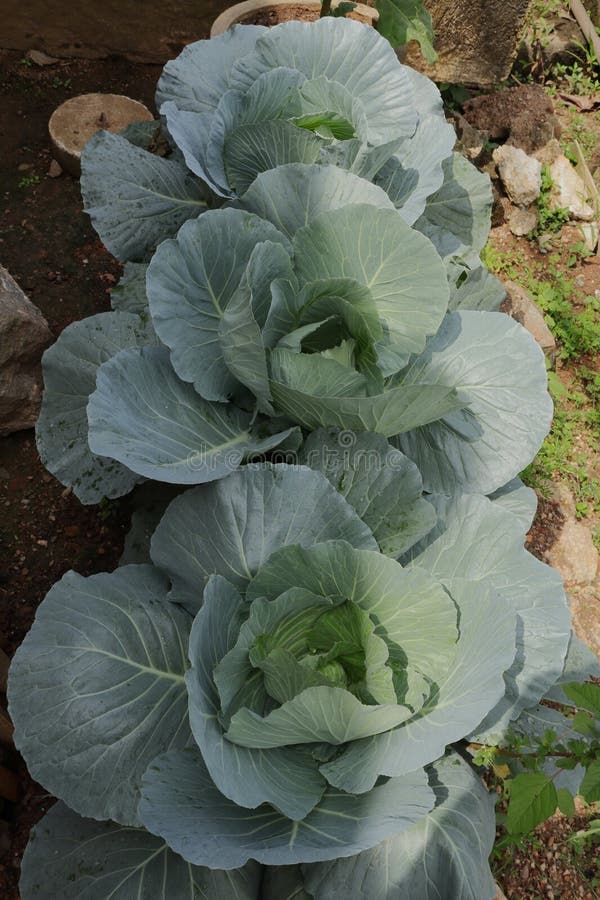 Few Open Leaved Green Cabbage Plants Growing on a Farm As a Row Stock ...