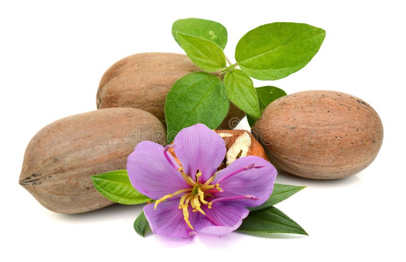 Few Pecan Nuts, One Cracked. Stock Photo - Image of paordf, isolement ...