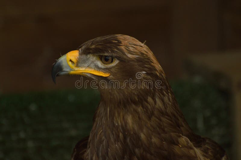 A few of beautiful eagles stock photo. Image of eagles - 155847588