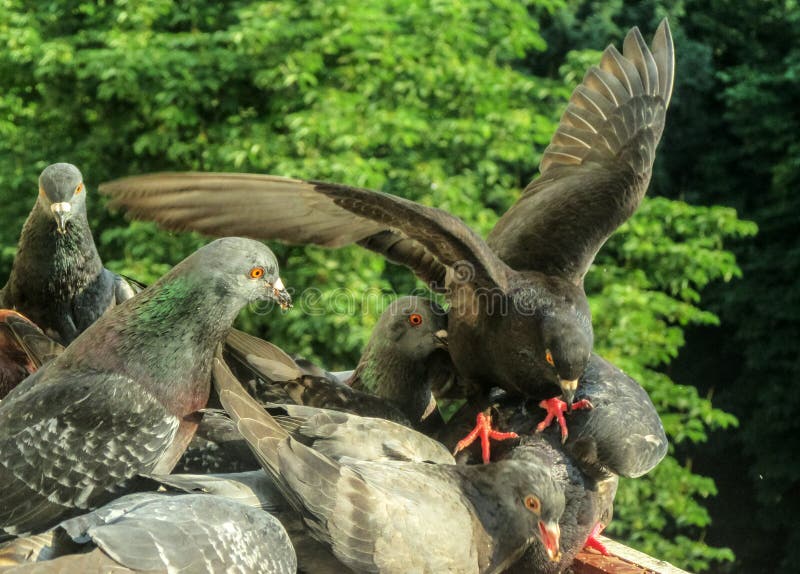 Pigeons stock photo. Image of holidays, explore, closeup - 98644002