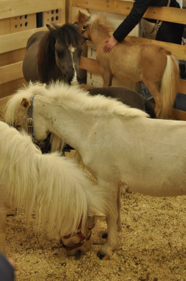 A few pony horses stock photo. Image of four, pony, artiodactyl - 88354684