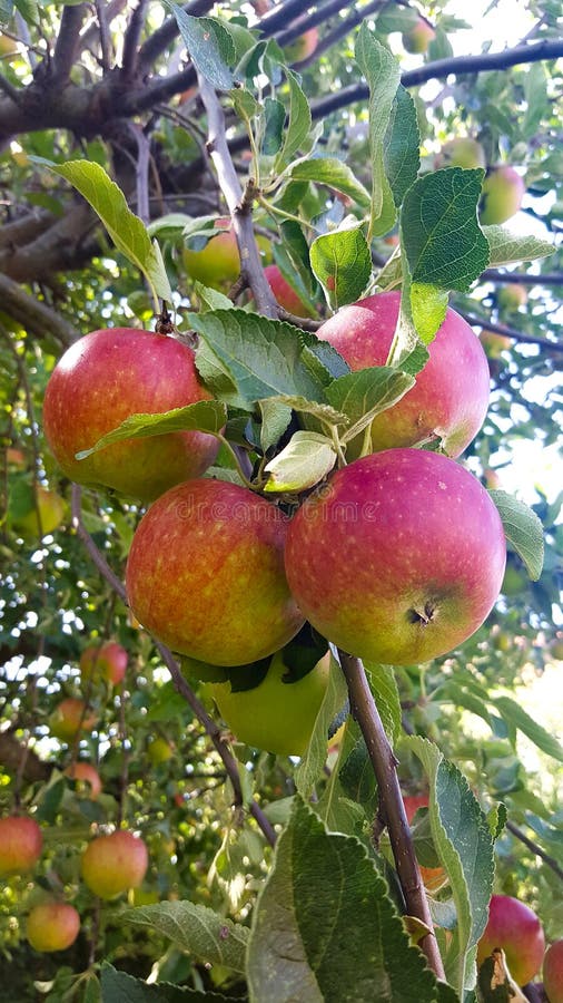 Few red apples stock image. Image of leaves, fruitful - 175842977