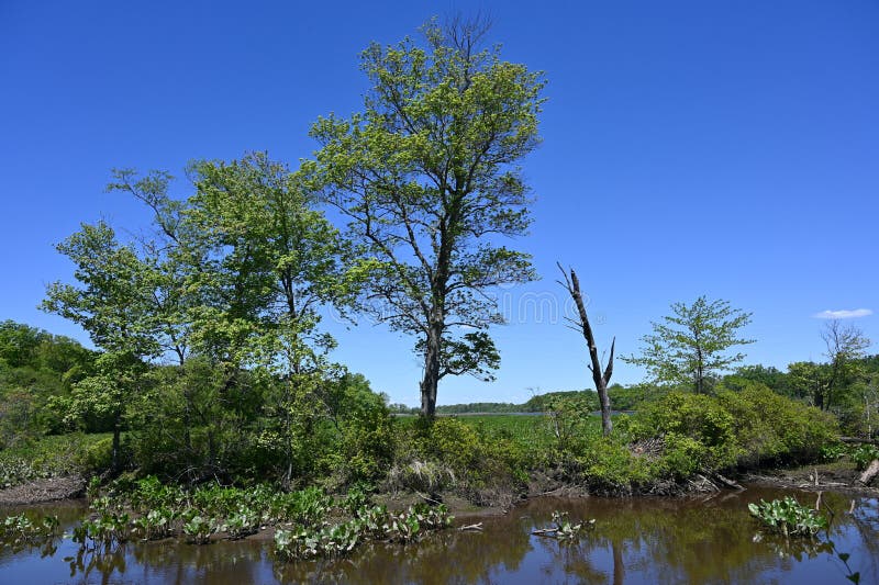 Trees in the Marsh stock photo. Image of tree, swamp - 219476230