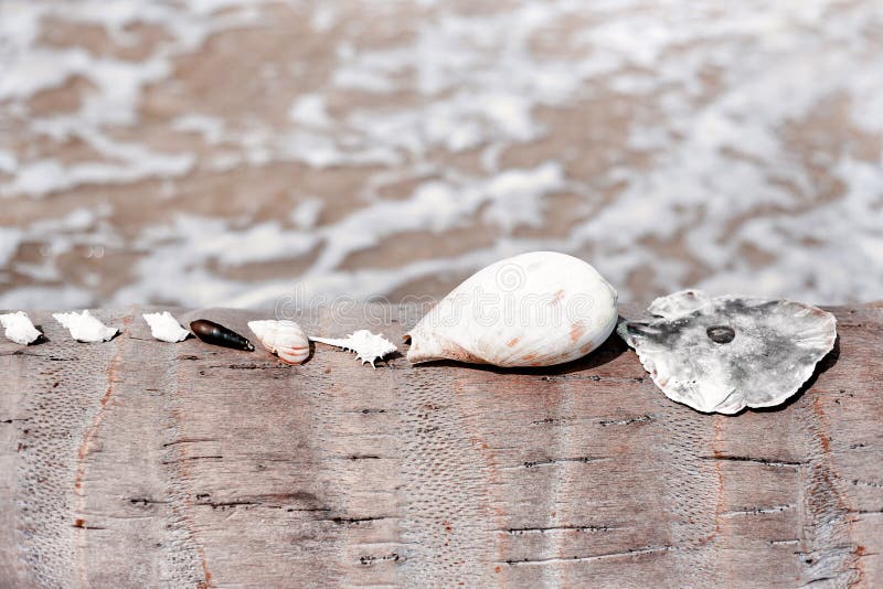 Few Sea Shells Lying in a Row on Palm Tree Stock Photo - Image of ...