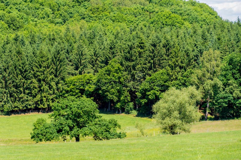 Few Single Trees in Front of Mixed Forest Stock Photo - Image of grow ...