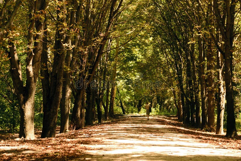 Few slender trees stock image. Image of plant, slope - 26429969