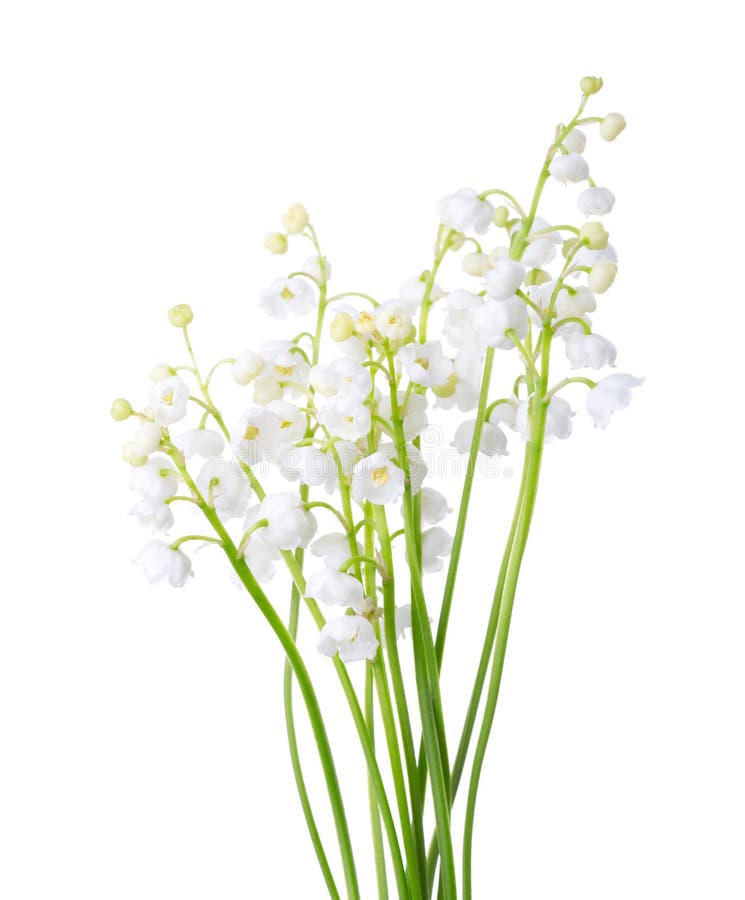 Lily of the Valley stock photo. Image of petal, isolated - 50206282