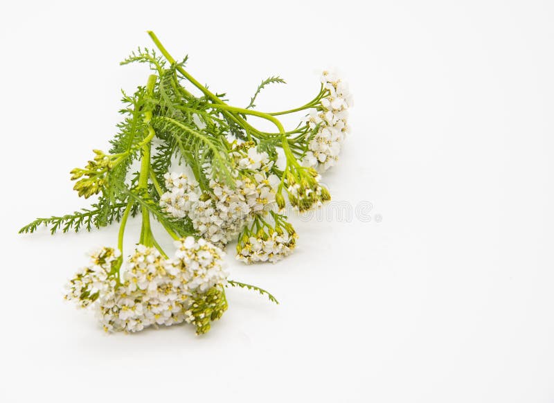 A Few Sprigs of Yarrow on a Light Background Stock Image - Image of ...