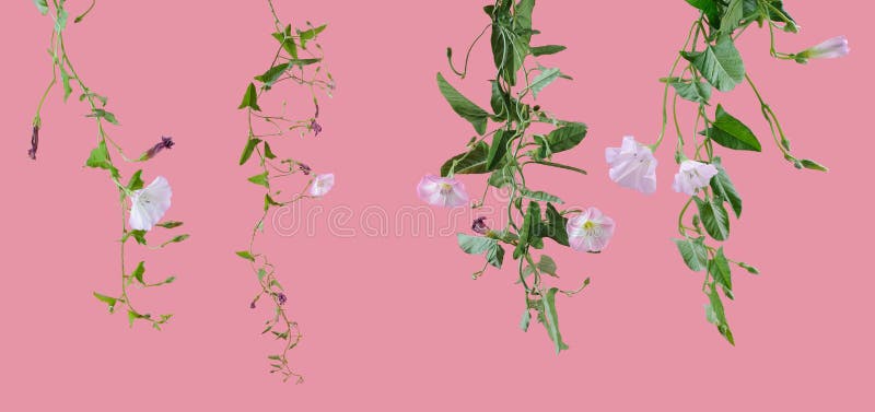 Few Stems of Bindweed with White Flowers and Green Leaves at Various ...