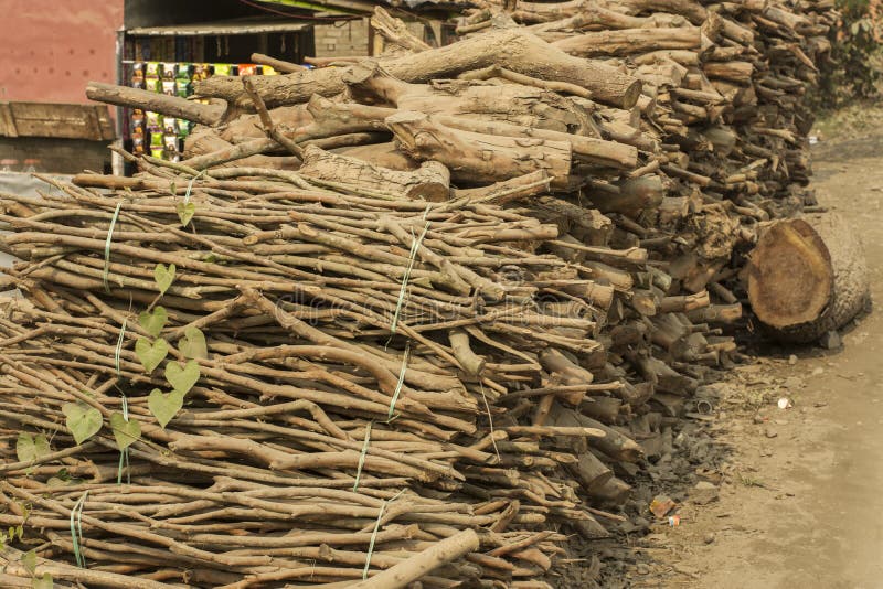 Few Thin Tree Trunk Log Pile, the Logging Timber Forest Wood Industry ...