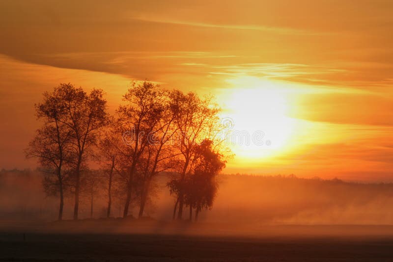 Few trees on the acre stock photo. Image of black, grass - 4632338