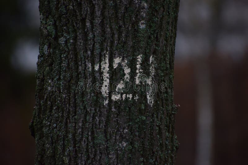 Few Trees Left, Appreciate Our Last Breath Stock Photo - Image of plant ...