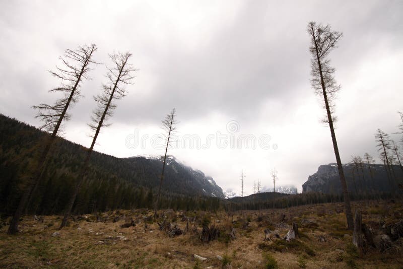 Few trees left stock image. Image of heavy, stump, tatry - 56404365