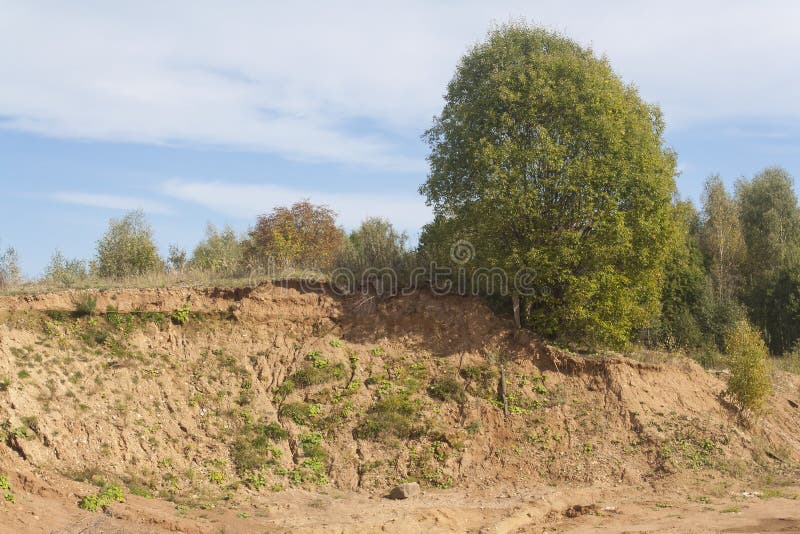 Few Trees Over a Sandy Cliff Stock Image - Image of wood, sunshine ...