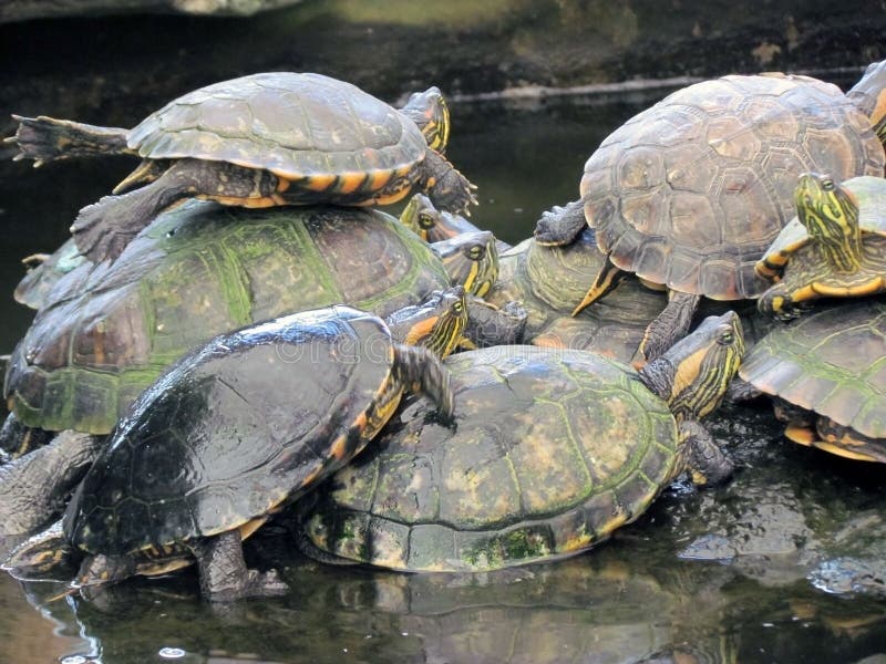 Few Turtles Together Stock Photos - Free & Royalty-Free Stock Photos ...