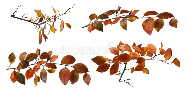 Few Various Tree Branches with Autumn Red Leaves at Various Angles on ...