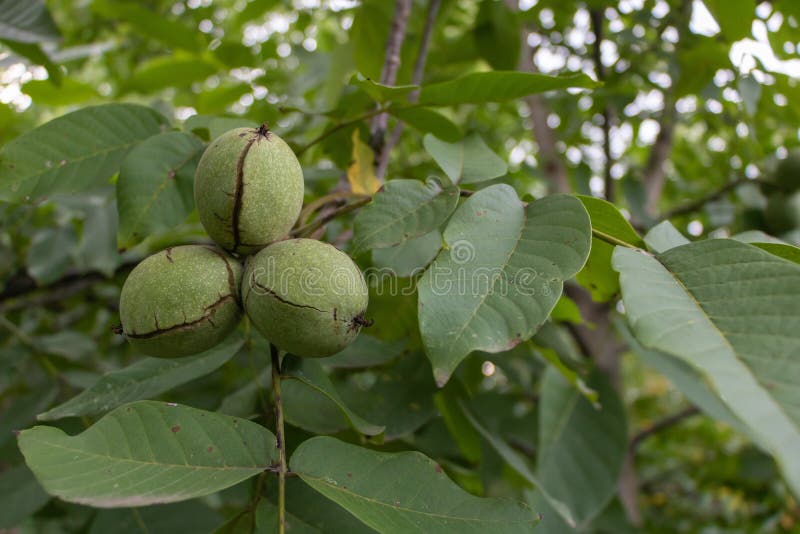 A Few Walnuts on the Tree that are Ready To Be Picked in the Fall ...