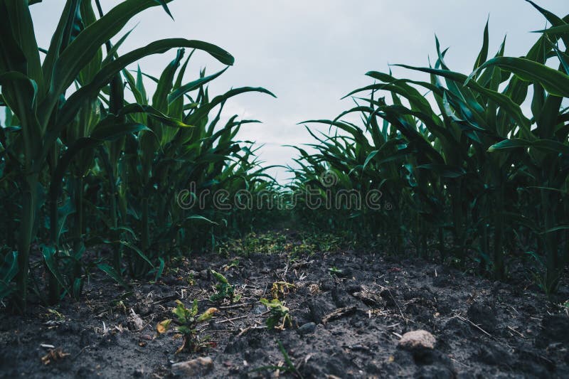 Field of young corn stock photo. Image of grass, maize - 102366134