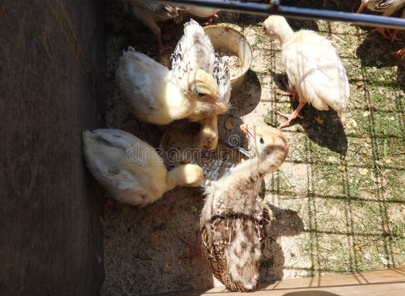 Few Weeks Old Turkeys on Sunlight Stock Image - Image of focus, agro ...