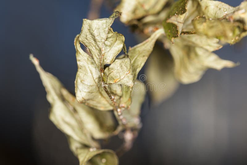 Withered Leaves, Autumn Mood, Sad Forest Stock Image - Image of leaves ...