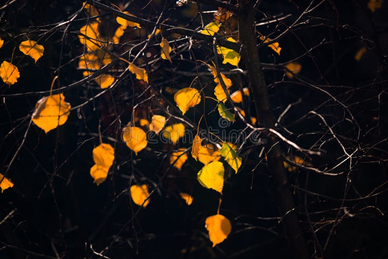 Few Yellow Autumn Leaves on Trees Background Stock Image - Image of ...