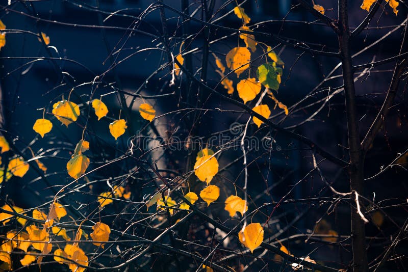 Few Yellow Autumn Leaves on Trees Background Stock Image - Image of ...