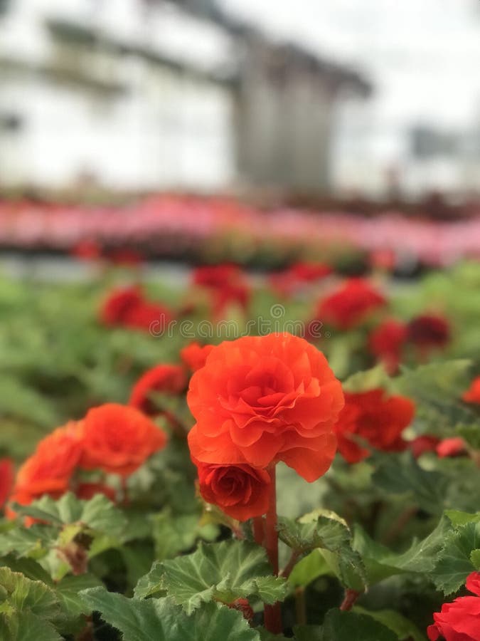 Portrait rose stock image. Image of rose, flower, portrait - 121905635