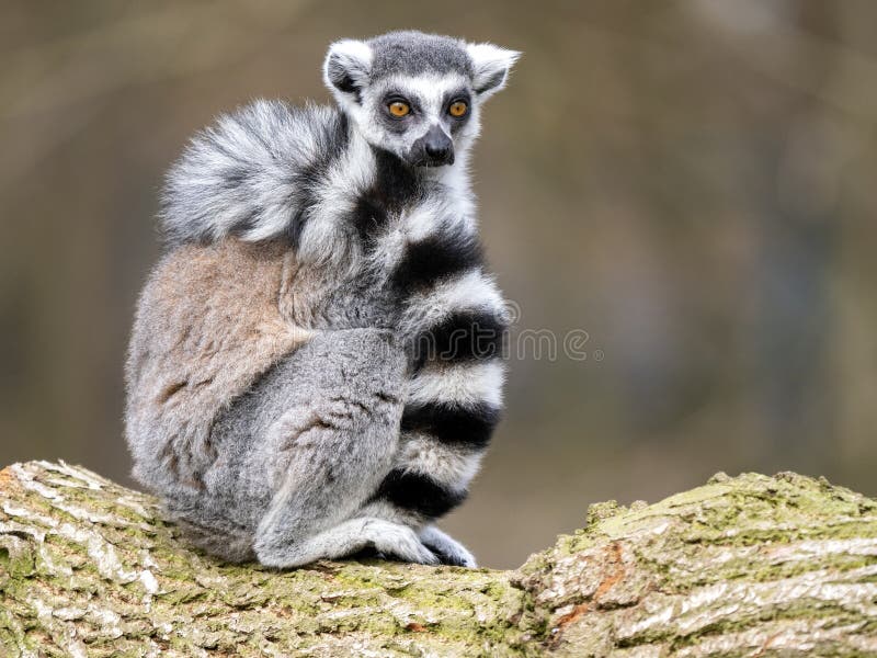 An Ffemale Ring-tailed Lemurs, Lemur Catta, Sit on a Trunk and Look ...