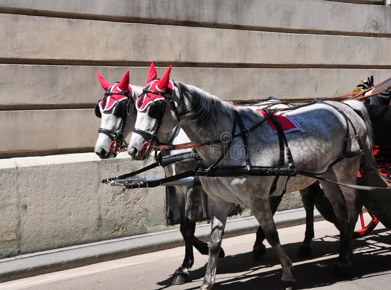 Fiaker in Vienna stock photo. Image of detail, traditional - 21248482