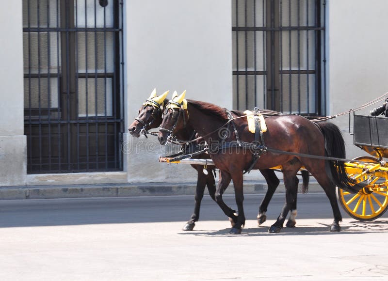 Fiaker in Vienna stock photo. Image of detail, traditional - 21248482
